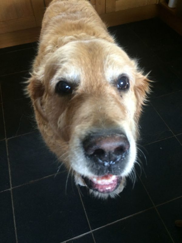 Wet Eczema in Dogs – naturalanswer.co.uk