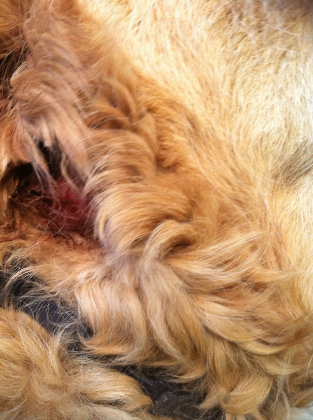 Wet Eczema in Dogs - naturalanswer.co.uk